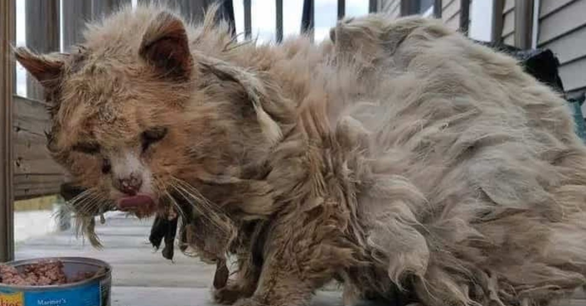 Un chat errant sénior découvert dans un état catastrophique et malade ...