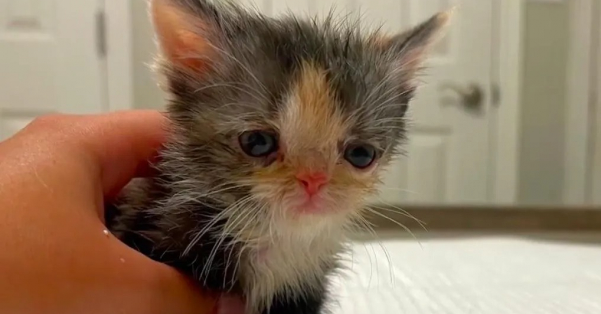 Seul survivant de sa portée, ce chaton prématuré surmonte de nombreuses ...