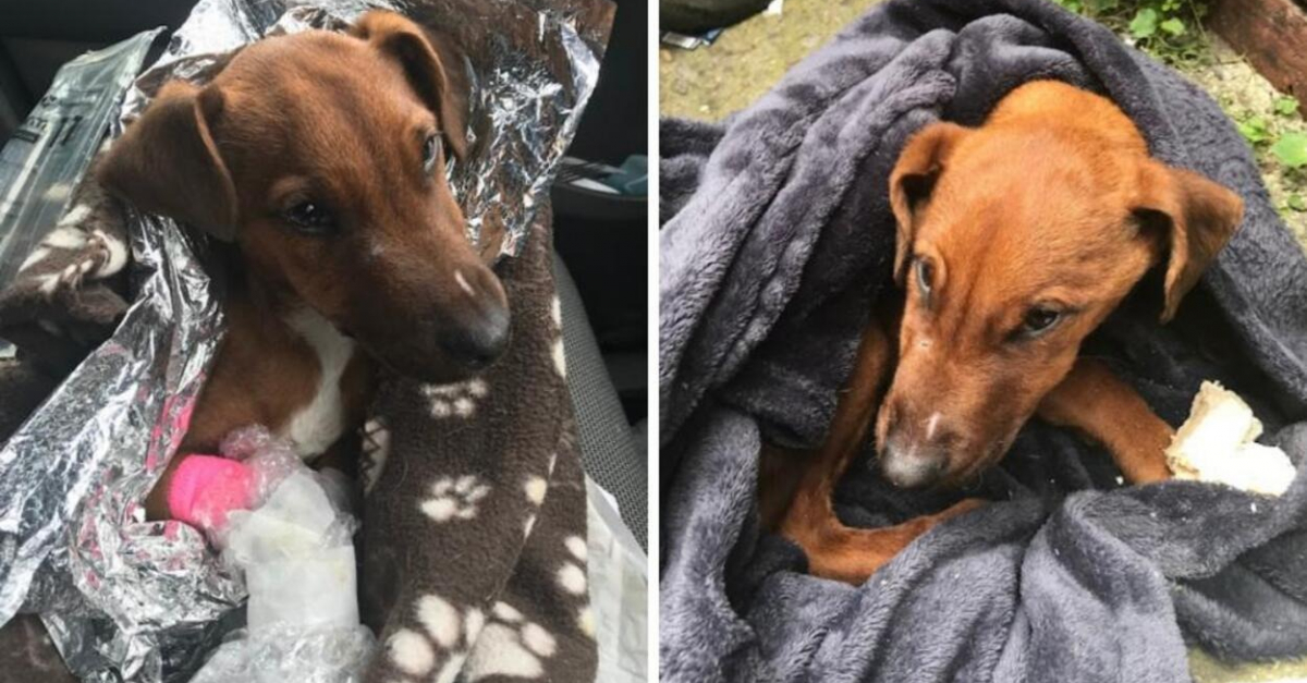 Le combat de Steve pour survivre : un chiot Fox Terrier surmonte les ...