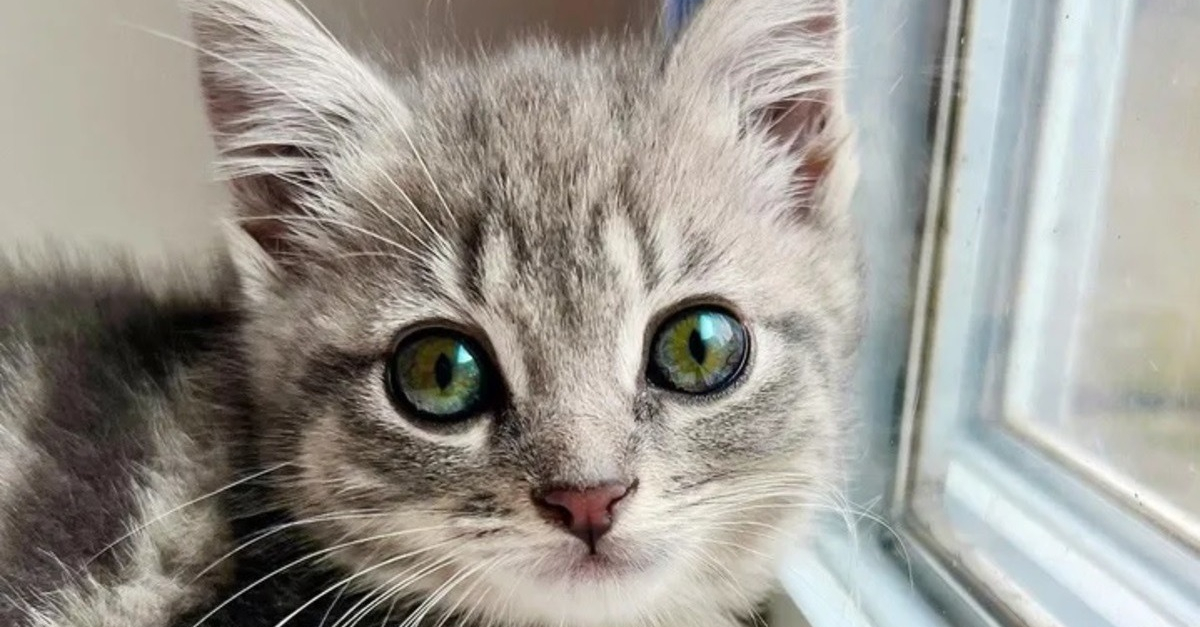 Une jeune chatte paralysée des pattes arrière trouve la force de ...