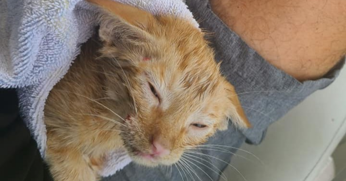 Sur le point de se noyer, ce chaton est sauvé in extremis par des pêcheurs