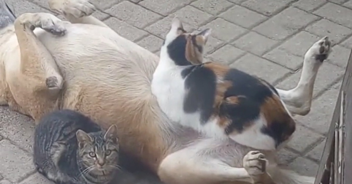 Un chat rencontre un chien errant et le trouve tellement confortable qu ...