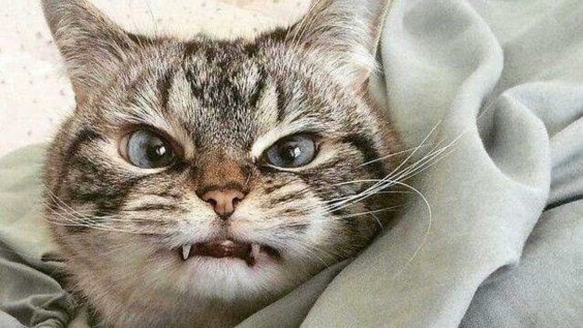 18 photos de chats à la posture intimidante mais qui n'en sont que plus ...