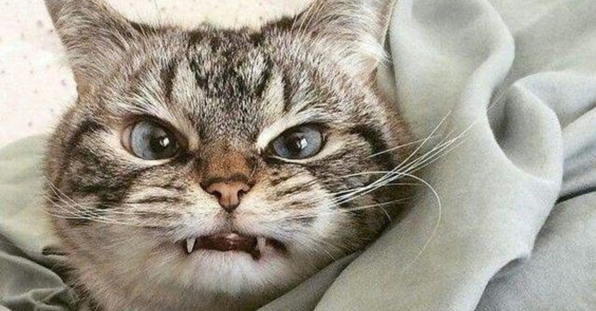 18 photos de chats à la posture intimidante mais qui n'en sont que plus ...