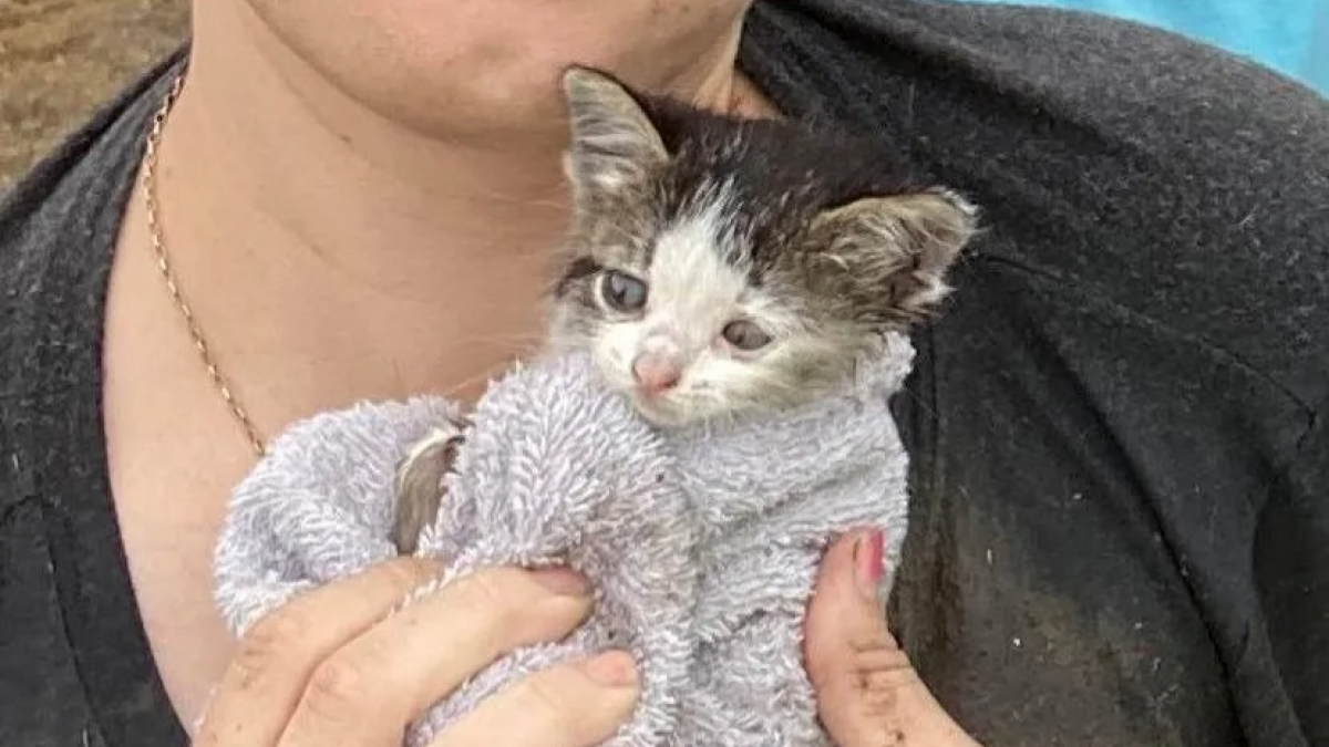 Un chaton perdu dans les égouts retrouvé grâce à l'effort collectif et ...