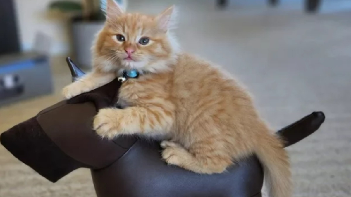 14 photos confirmant la réputation d'espièglerie qu'ont les chats roux