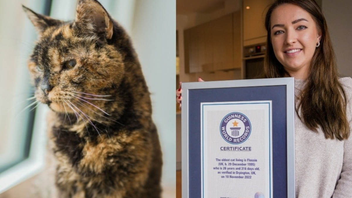L’écaille de tortue Flossie devient officiellement la chatte la plus ... L’écaille de tortue Flossie devient officiellement la chatte la plus ...