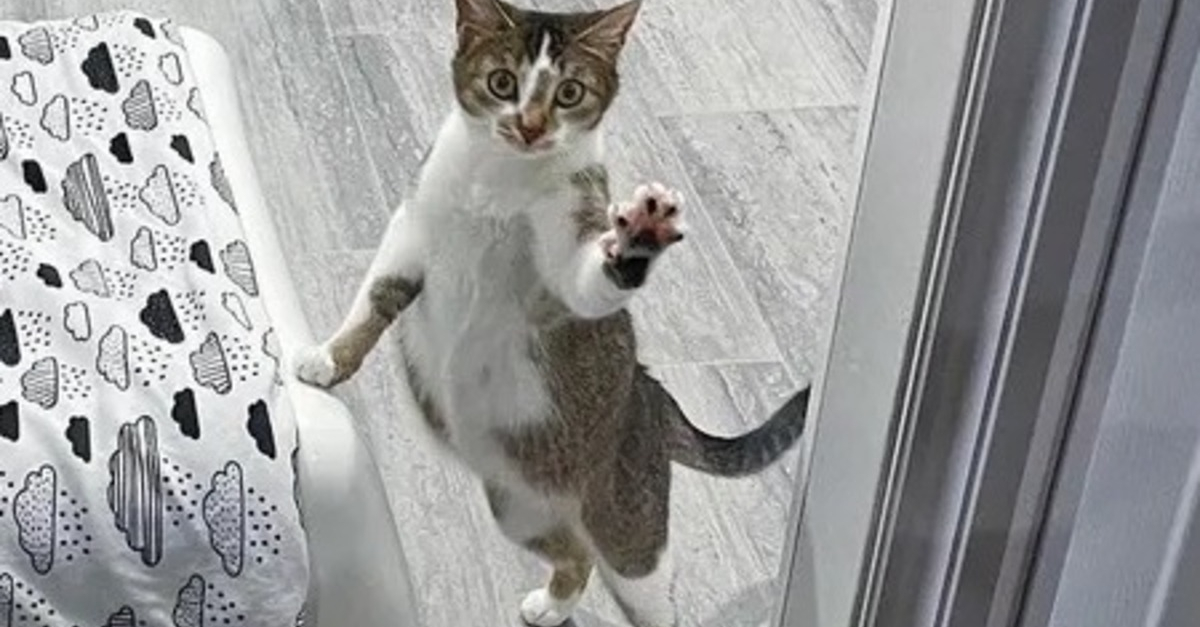 Après s'être éclipsée, une chatte errante revient chez la famille qui ...