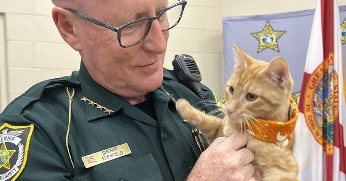 Un commissariat de police adopte un chaton abandonné qui égaye leurs ...