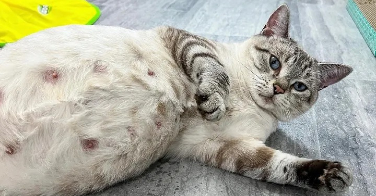 Une chatte gestante trouve un refuge et cela lui sauve la vie quelques ...