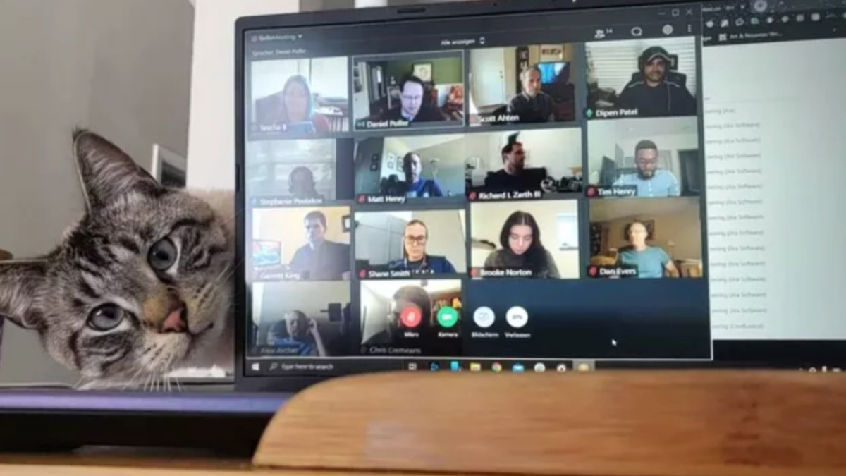 17 photos montrant que tenir une visioconférence en présence d'un chat ...