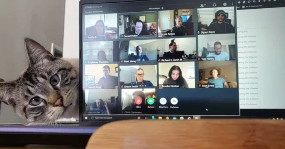 17 photos montrant que tenir une visioconférence en présence d'un chat ...