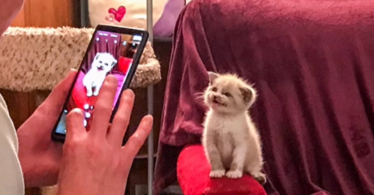 Pendant une séance photo, ce chaton est si joyeux qu’il arbore un ...