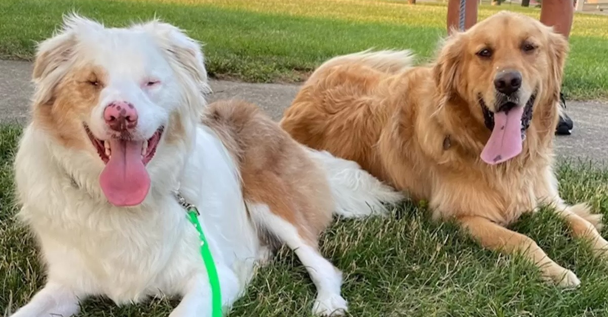 Un chien sourd et aveugle et son meilleur ami ont un rituel touchant ...