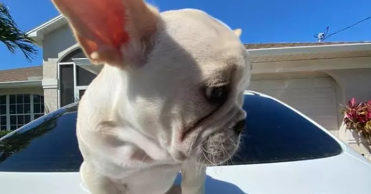 13 photos de chiens déployant leurs grandes oreilles pour mieux vous entendre et vous séduire