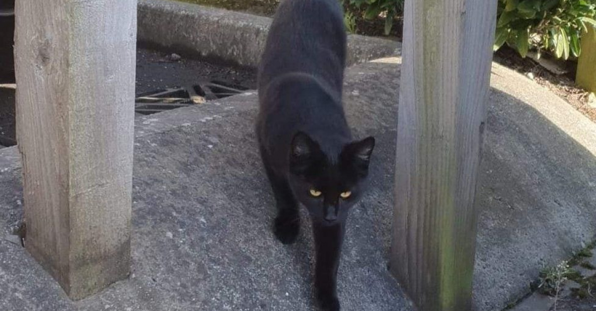 Un chat handicapé et curieux se retrouve à 70 km de son domicile, après ...