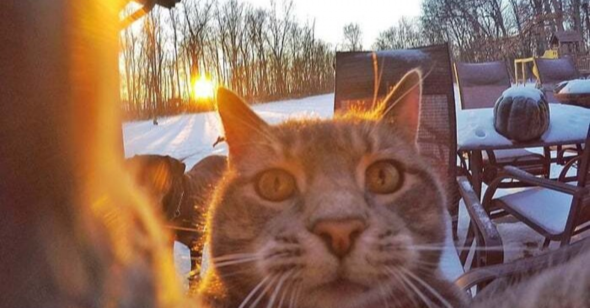 20 photos déconcertantes signées Manny, le chat pro du selfie