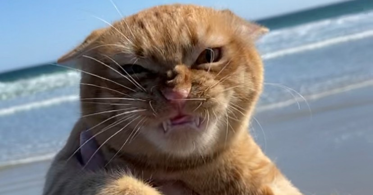 Ce chat ne supporte pas le vent et fait des grimaces hilarantes lorsqu ...