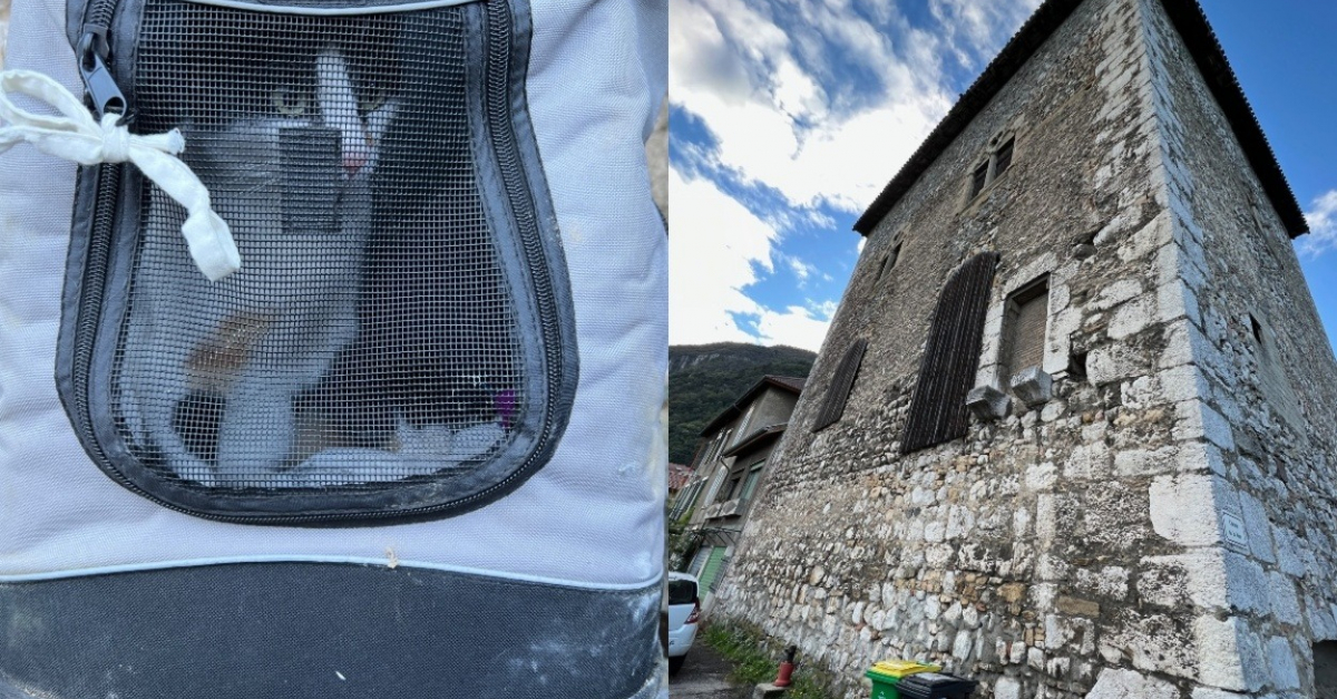 Un chat se retrouve coincé pendant 3 jours dans un monument historique ...