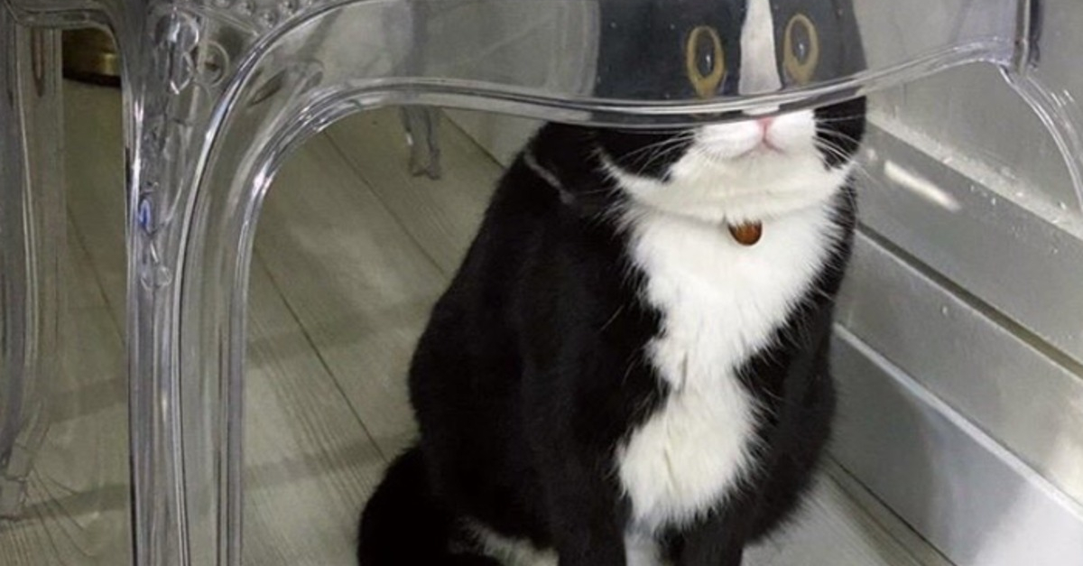 17 photos hilarantes de chats ayant décidé de vous gratifier de leurs ...