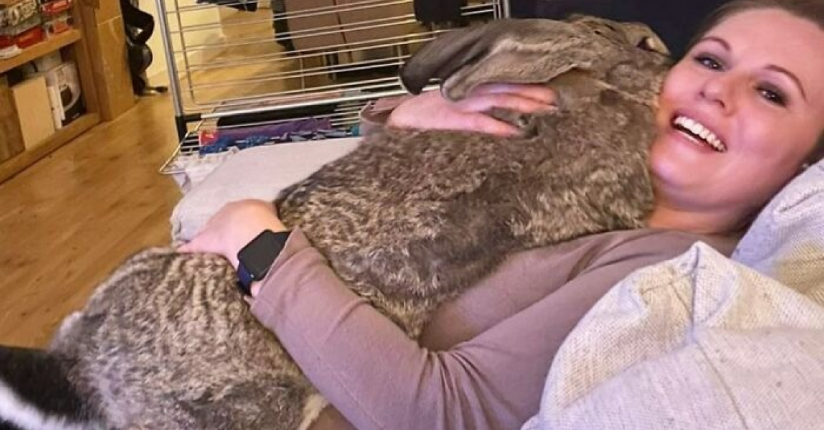 Découvrez Guus, le lapin géant qui se comporte comme un chien et fait fondre les cœurs