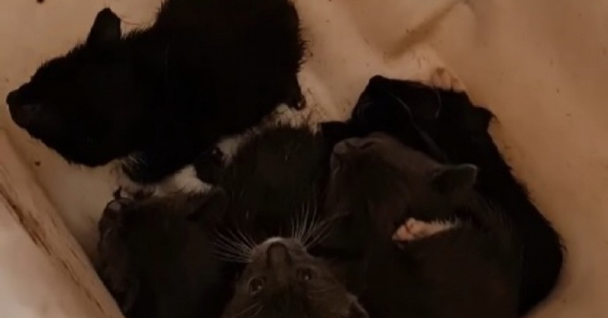 Un ancien chien de refuge sauve la vie de 5 chatons jetés à la poubelle ...