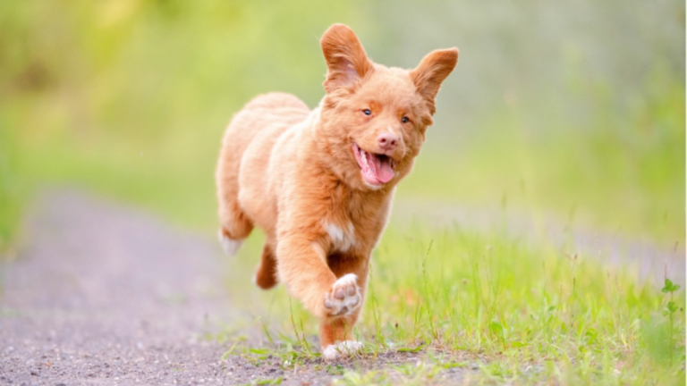 20 portraits sublimes de chiens dont le bonheur de jouer en pleine ...