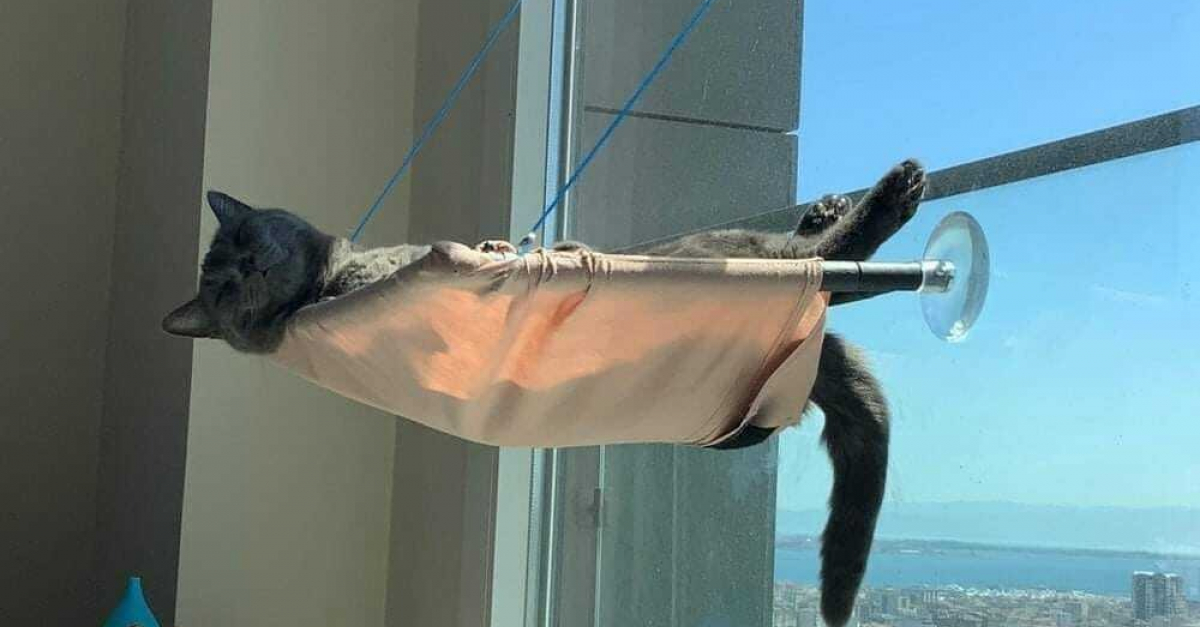 8 photos de chats qui ont trouvé le spot parfait et n'en bougeront pas ...