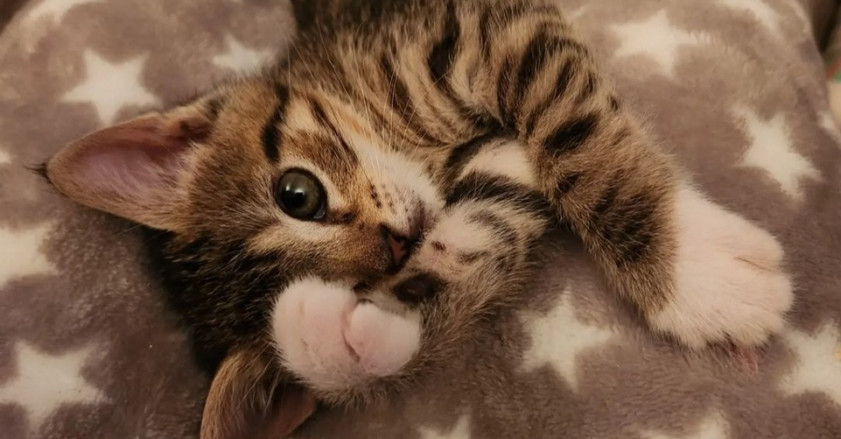 Découvert frigorifié sous une pluie battante, ce chaton a trouvé un ...