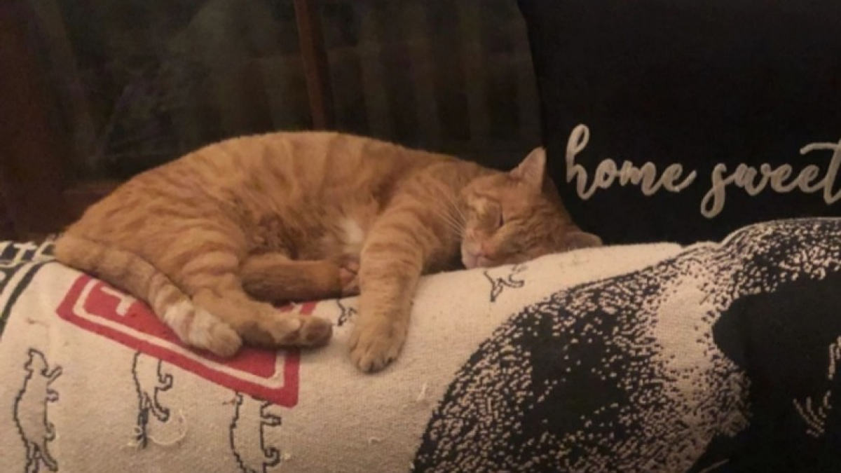 Le combat d'OJ, le chat errant sauvé d'une balle et adopté par une ...