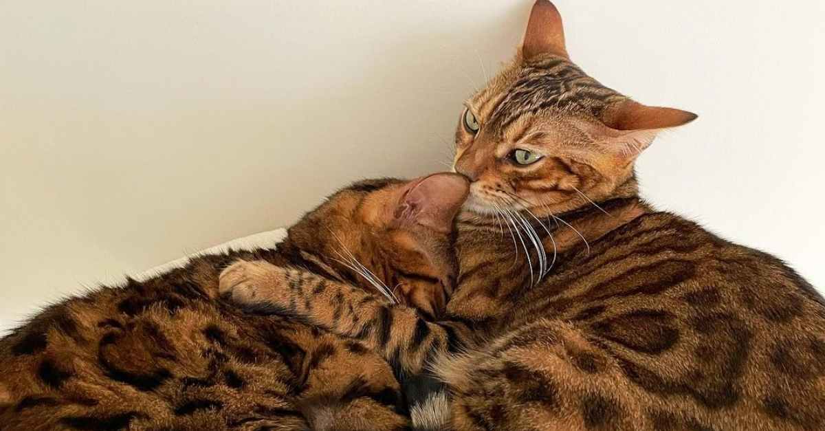 Vidéo : Ce chat réclame une sœur féline à ses propriétaires et devient ...
