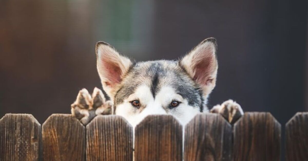 20 photos de chiens et de chats attachants qui suivent leur humain ...