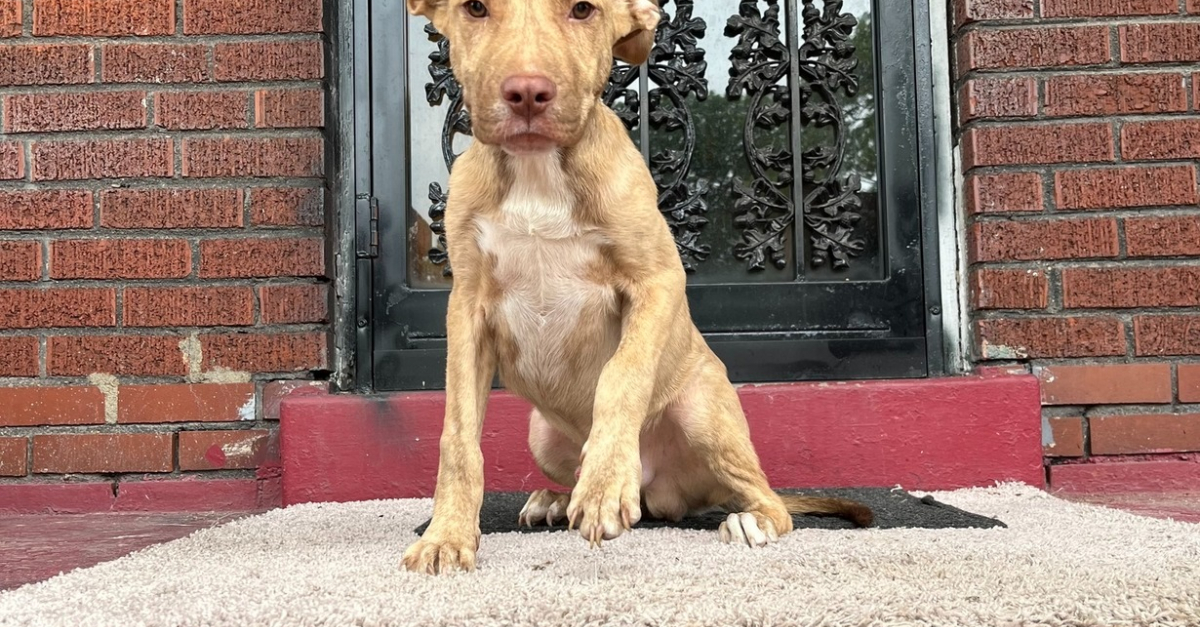 Comme pour demander de l’aide, un chiot orphelin s’allonge sur le ...