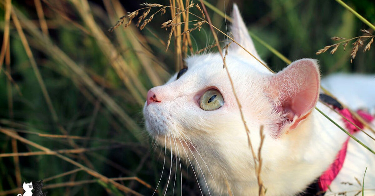 20 sublimes clichés d'un photographe amateur mettant en scène son chat ...