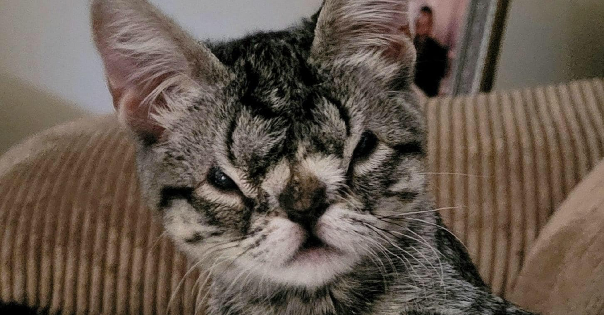 Des bénévoles mettent en avant Kaya pour que les adoptants s ...