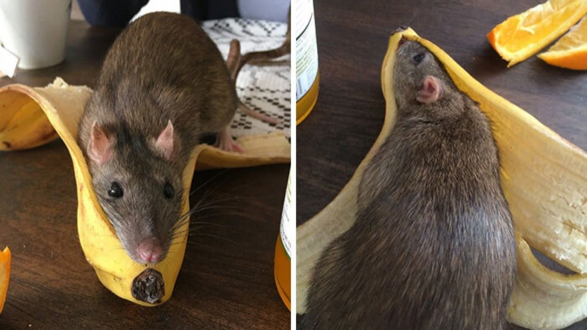 20 photos de rats révélant leur côté attachant et leurs talents ...