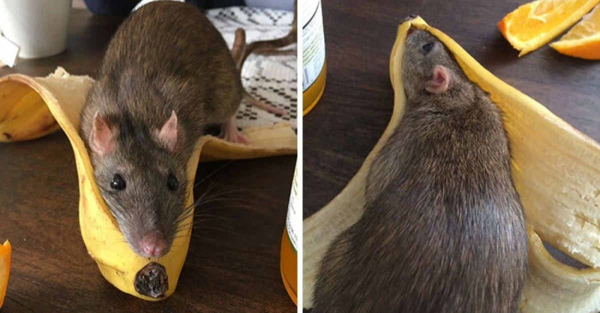 20 photos de rats révélant leur côté attachant et leurs talents ...