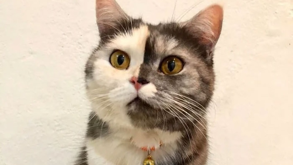 15 photos de Cat, chatte chimère à la beauté atypique et aux multiples ...