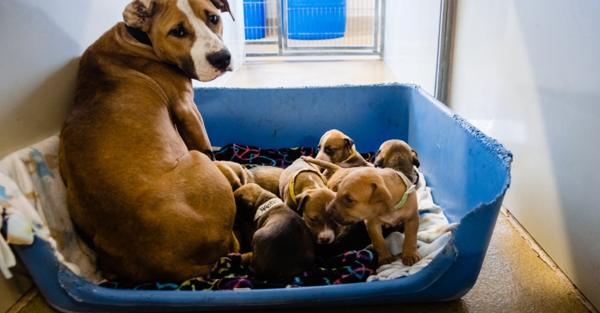 Le sauvetage in extremis d'une chienne Boxer et de ses 7 chiots grâce à ...