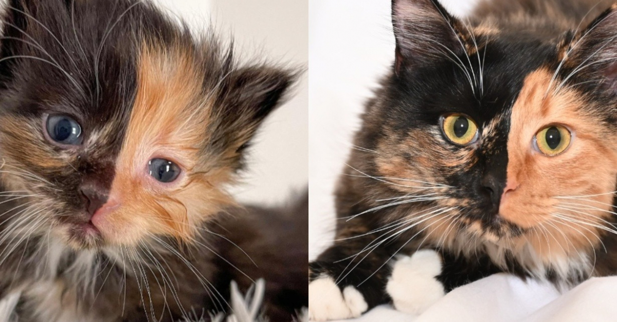 Le physique atypique de ce chaton chimère séduit les internautes