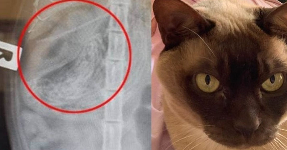 Des vétérinaires opèrent un chat et découvrent que ce qu'ils croyaient ...