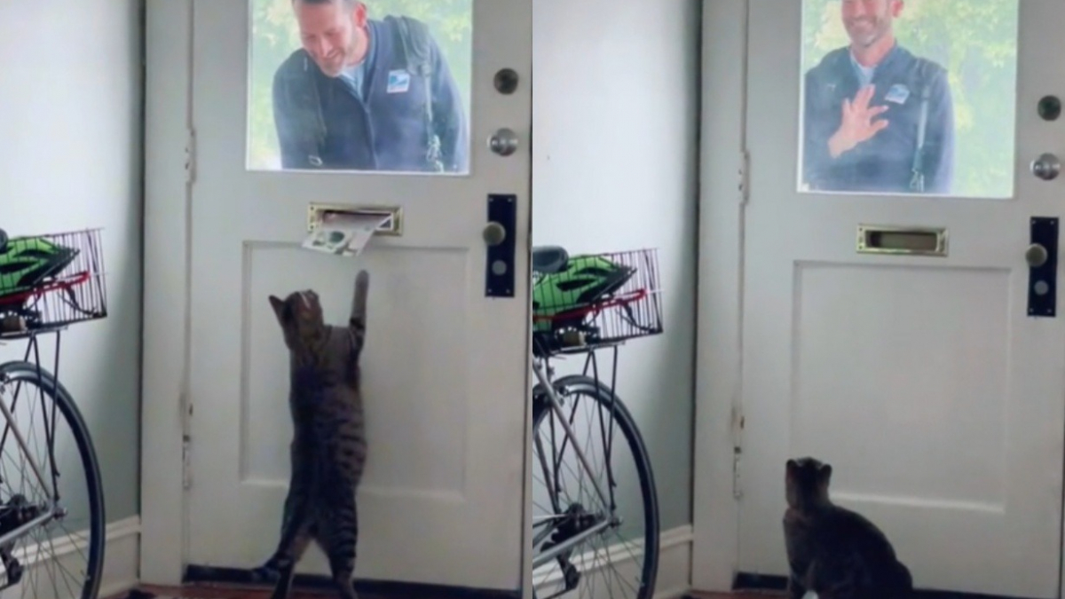Chaque matin, ce chat amical s’amuse avec son facteur préféré (vidéo)