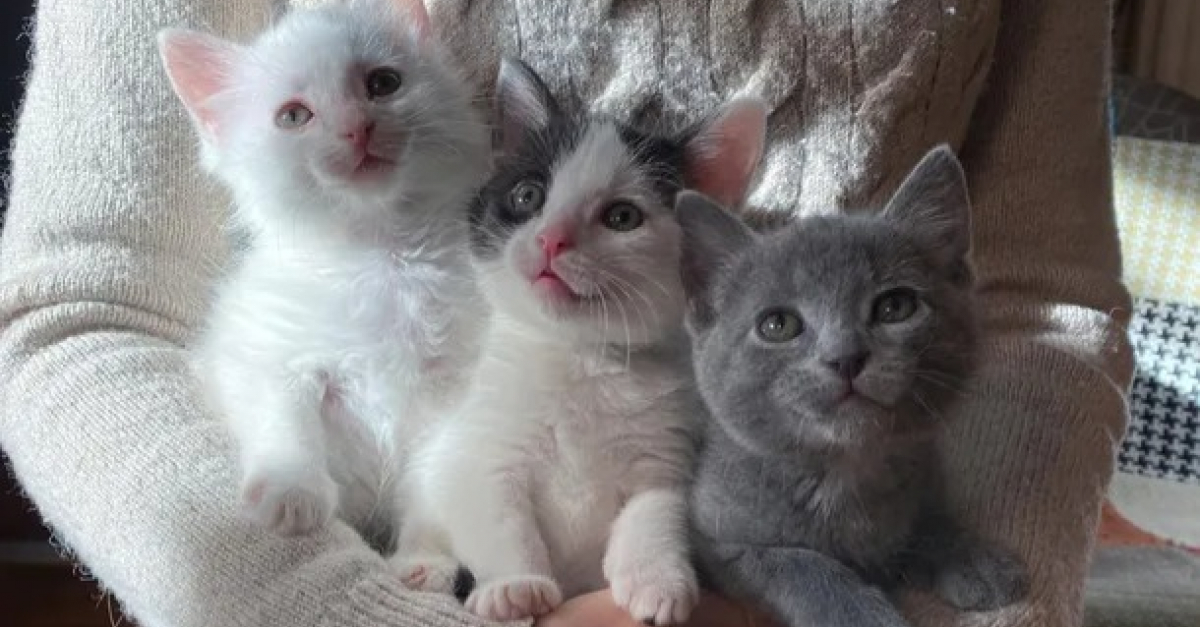 Une portée de chatons orphelins retrouve le sourire après un début de ...