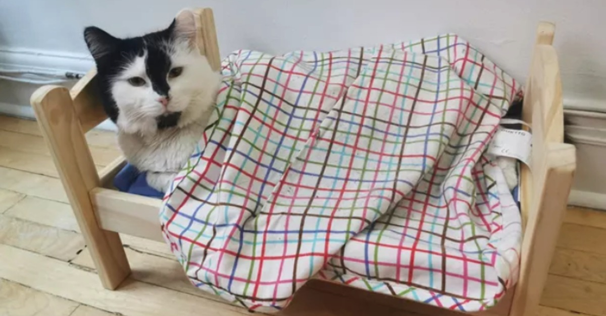 14 photos de chats adorables qui se réchauffent dans leurs couvertures préférées