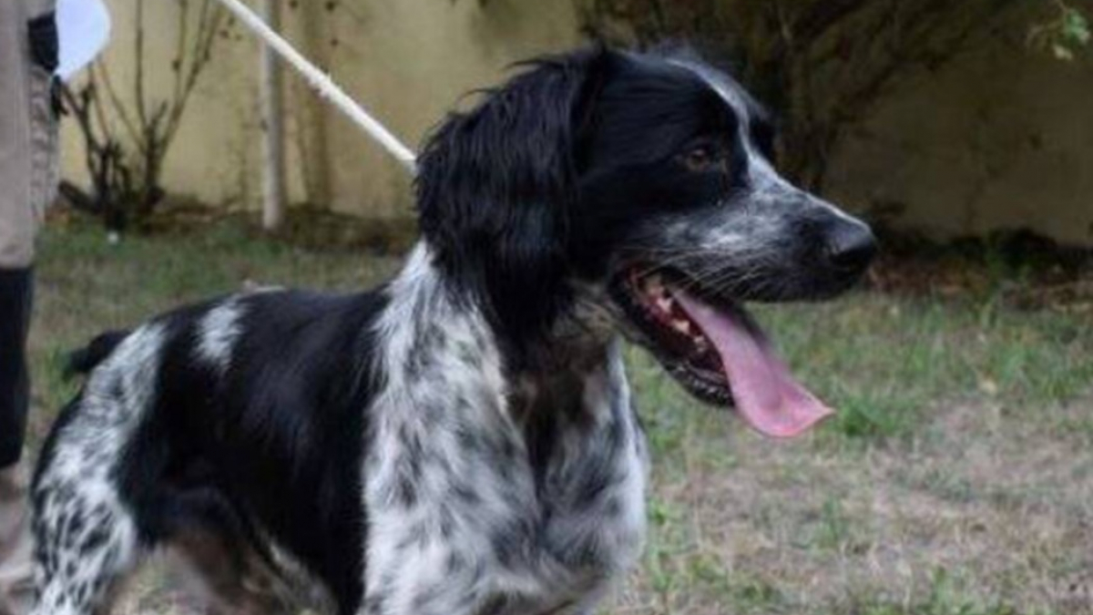 L'appel du cœur de Ripley : cet épagneul au passé difficile attend ...