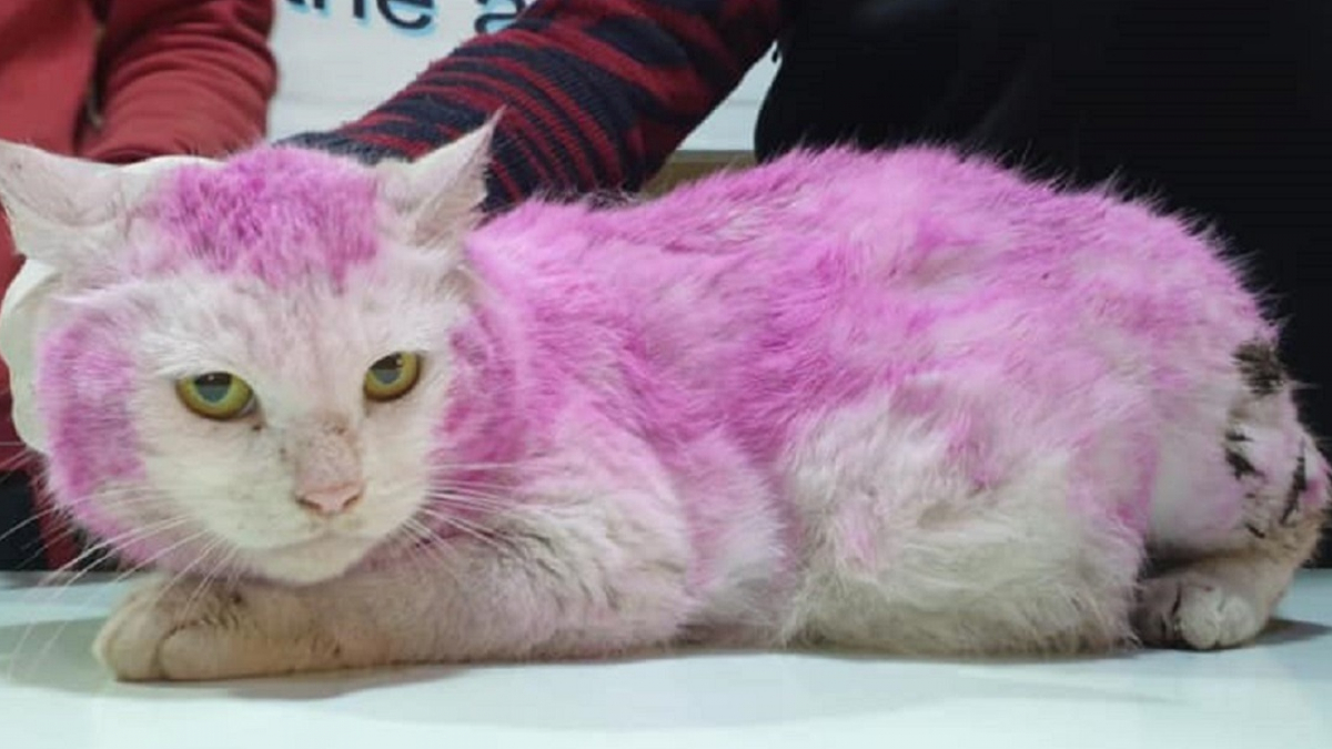 Cette chatte au pelage teinté parvient à échapper à un terrible destin et trouve refuge dans un ...