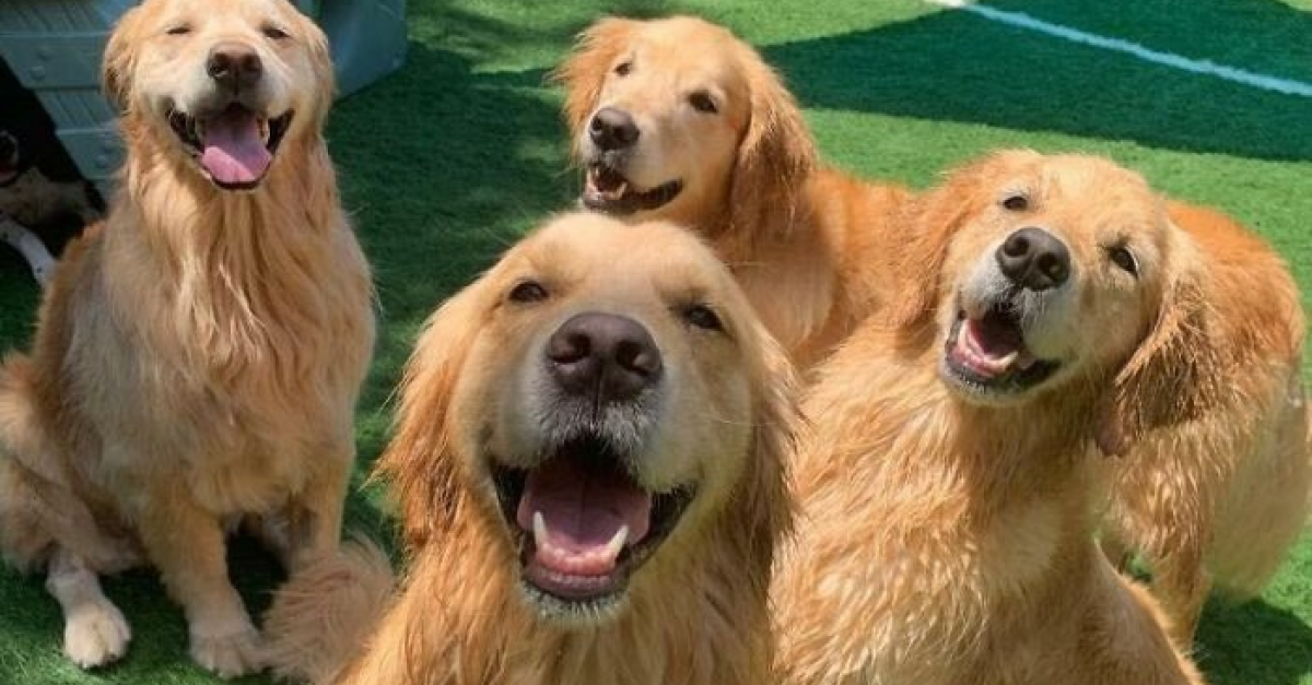 20 photos de chiens et de chats ayant découvert leurs doubles parfaits