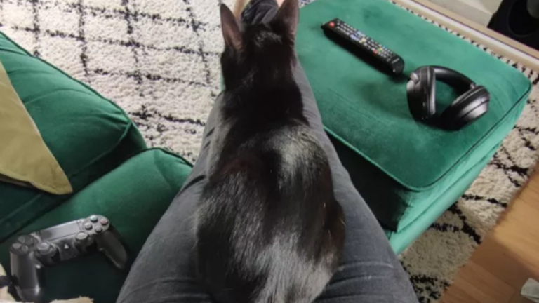 14 moments touchants où des chats distants ont décidé de s'installer ...