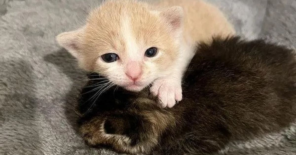 Un jeune chaton incite sa maman à adopter un autre chaton orphelin