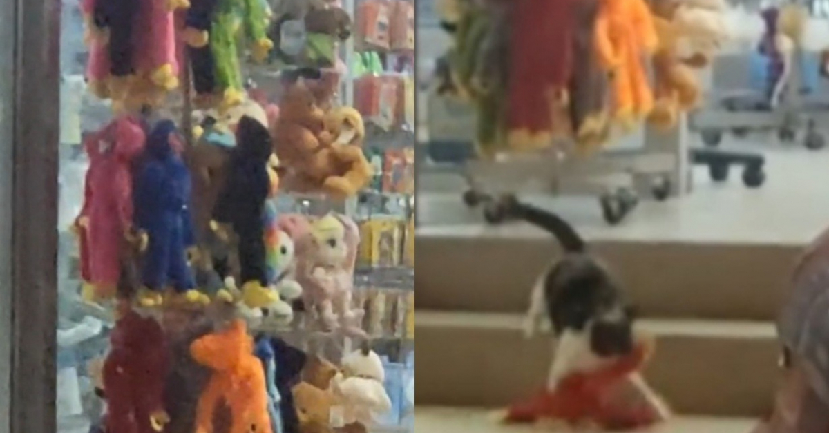 Ce chat voleur a un penchant pour les peluches, qu’il n’hésite pas à piquer dans les magasins ...